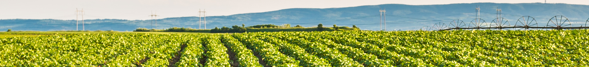 Conservation Tillage Tomato Production in California's San Joaquin ...